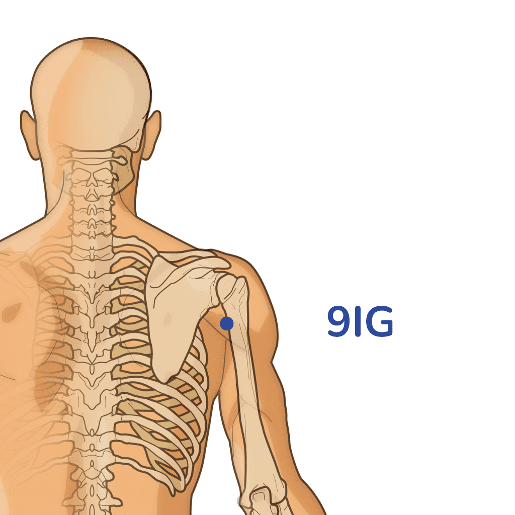 Méridien de l'Intestin Grêle : Trajet et points d'acupuncture