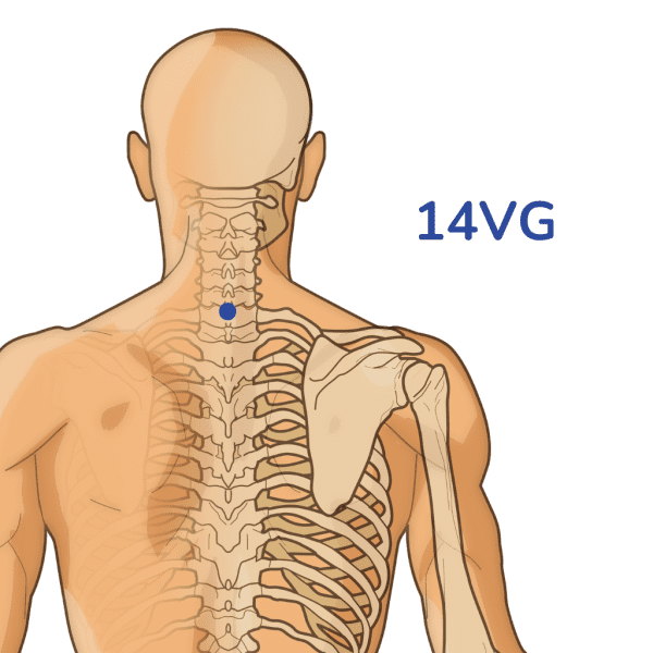 Points d'acupuncture Dazhui (14VG) - Méridien Dumai