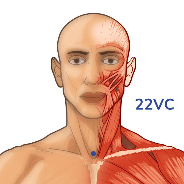 Points d'acupuncture Tiantu (22VC) - Méridien Renmai
