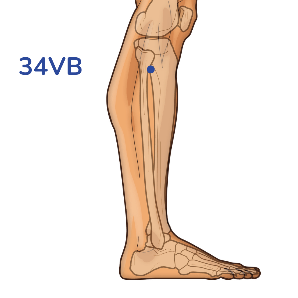 Yanglingquan acupuncture point (34VB) - Meridian of the gallbladder